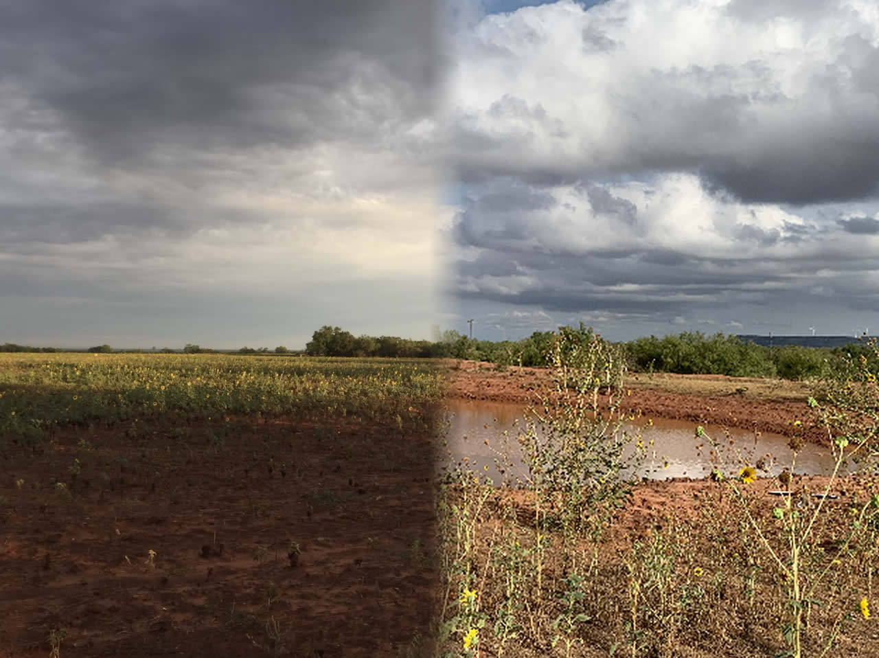 Hunts - SandFork Hog Hunting Ranch