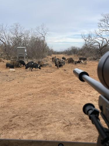 Gallery - SandFork Hog Hunting Ranch