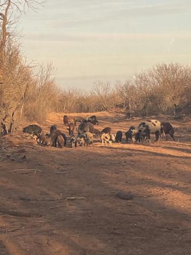 Gallery - SandFork Hog Hunting Ranch